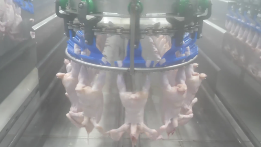 Revolutionary Automated Slaughter Equipment: Redefining Poultry ...